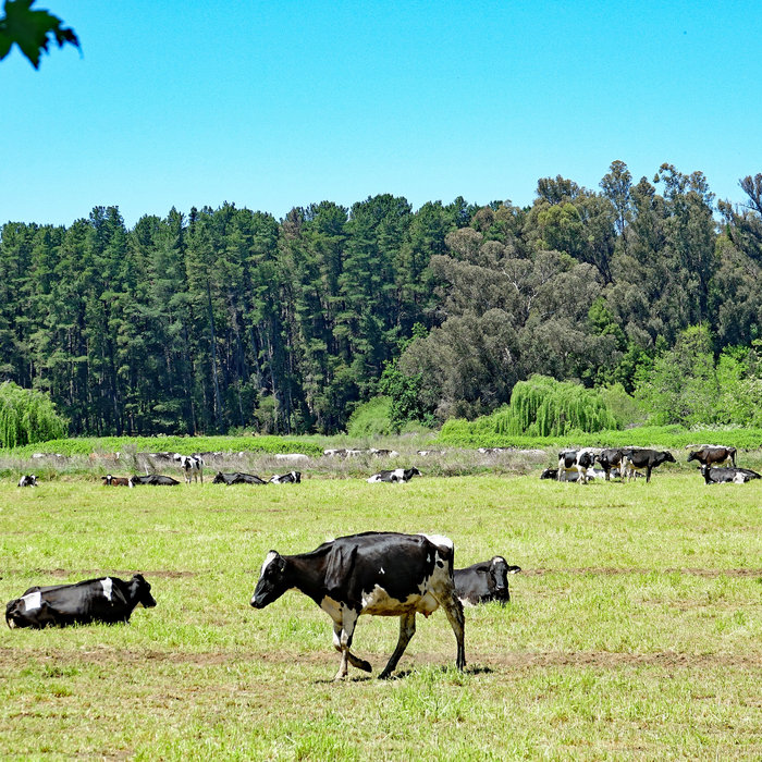 A Short Farm Music Excerpt | Martin Jeffrey Katz