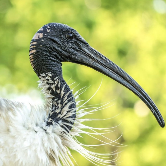 Bin Chicken | Bin Chicken