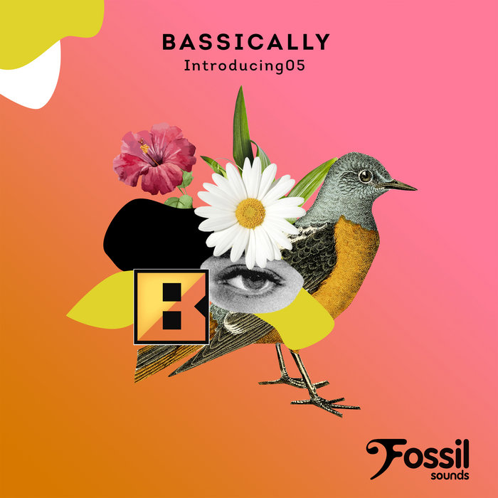Introducing 05 | Bassically