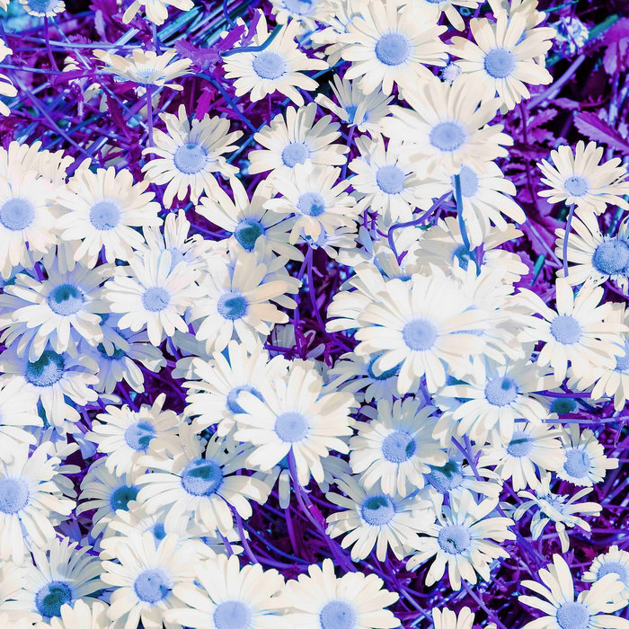 2006.04.19 :: New Daisy Theatre :: Memphis, TN | STS9