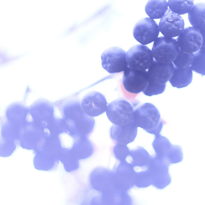 Tajash | соннов