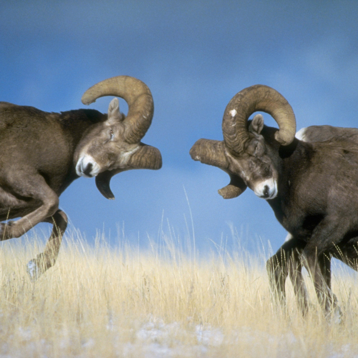 Forza Bruta Ram Attack | ZEUS!