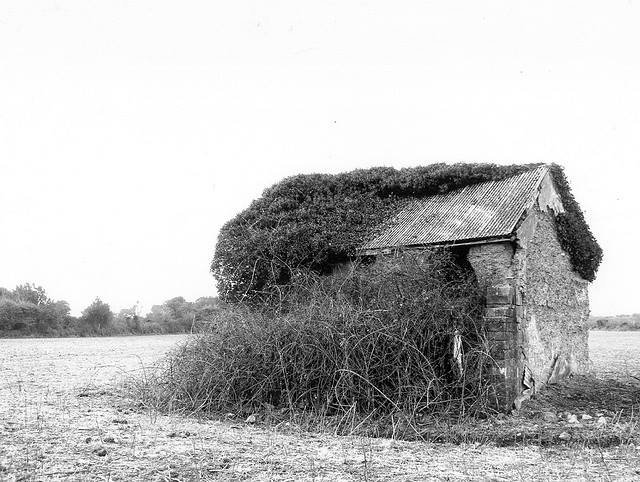 Big Barn | traditional Chinese medicine