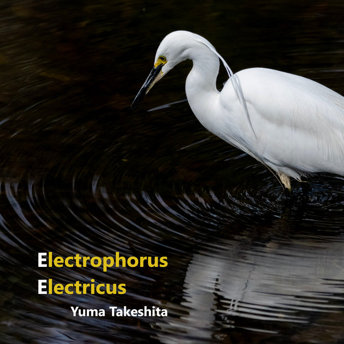Electrophorus Electricus | Yuma Takeshita