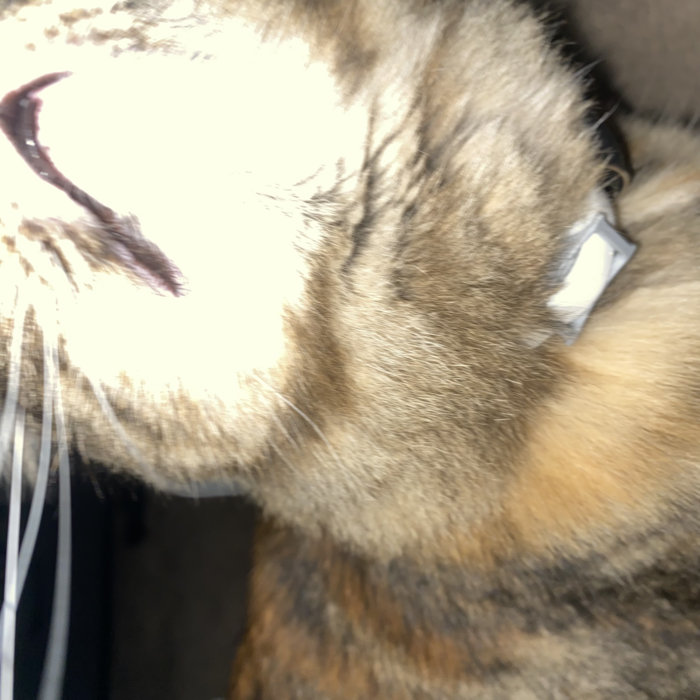 TOYS | Tess Reinhardt