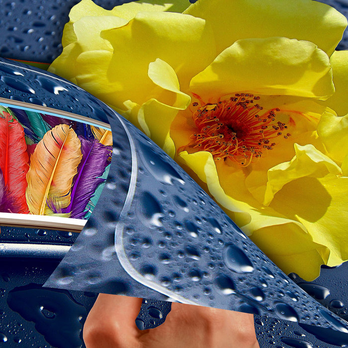 Telegony | Wings Of An Angel