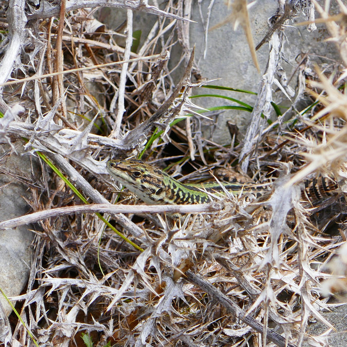 some demo songs | lizard and the deer