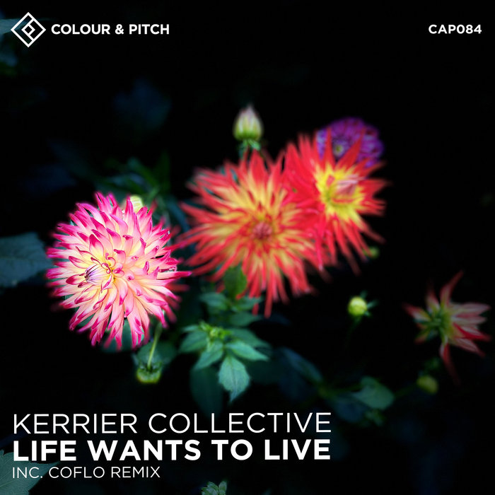 Life Wants To Live | Kerrier Collective