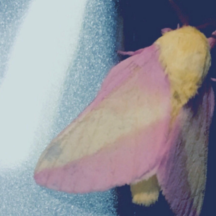 Bring Into Being | The Pink Dream