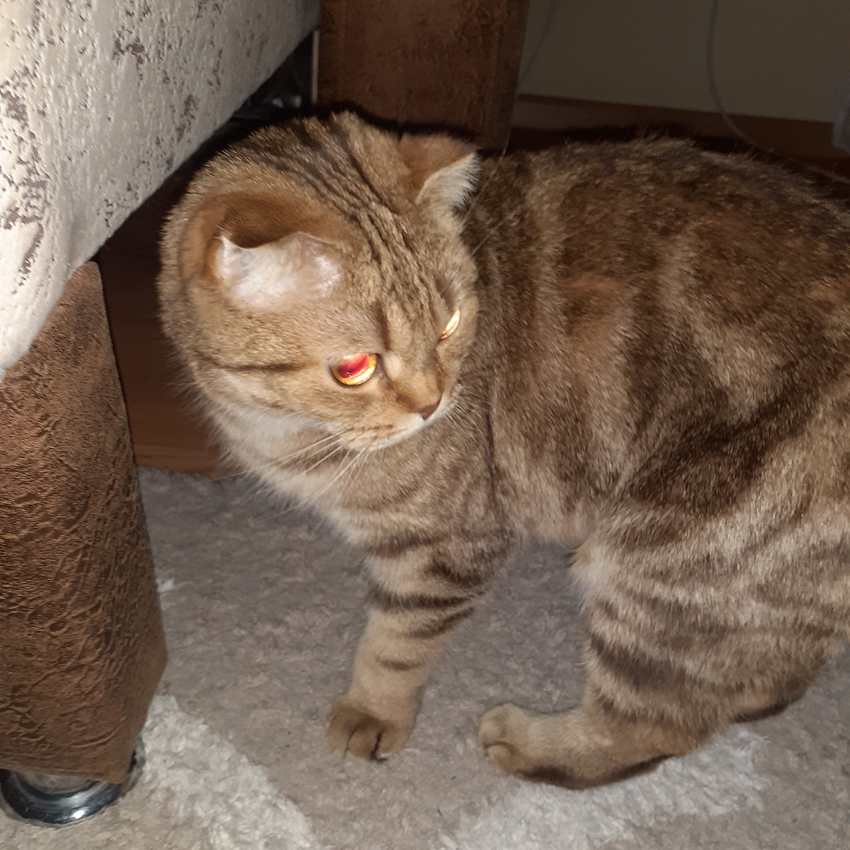 Maru | TamirLan