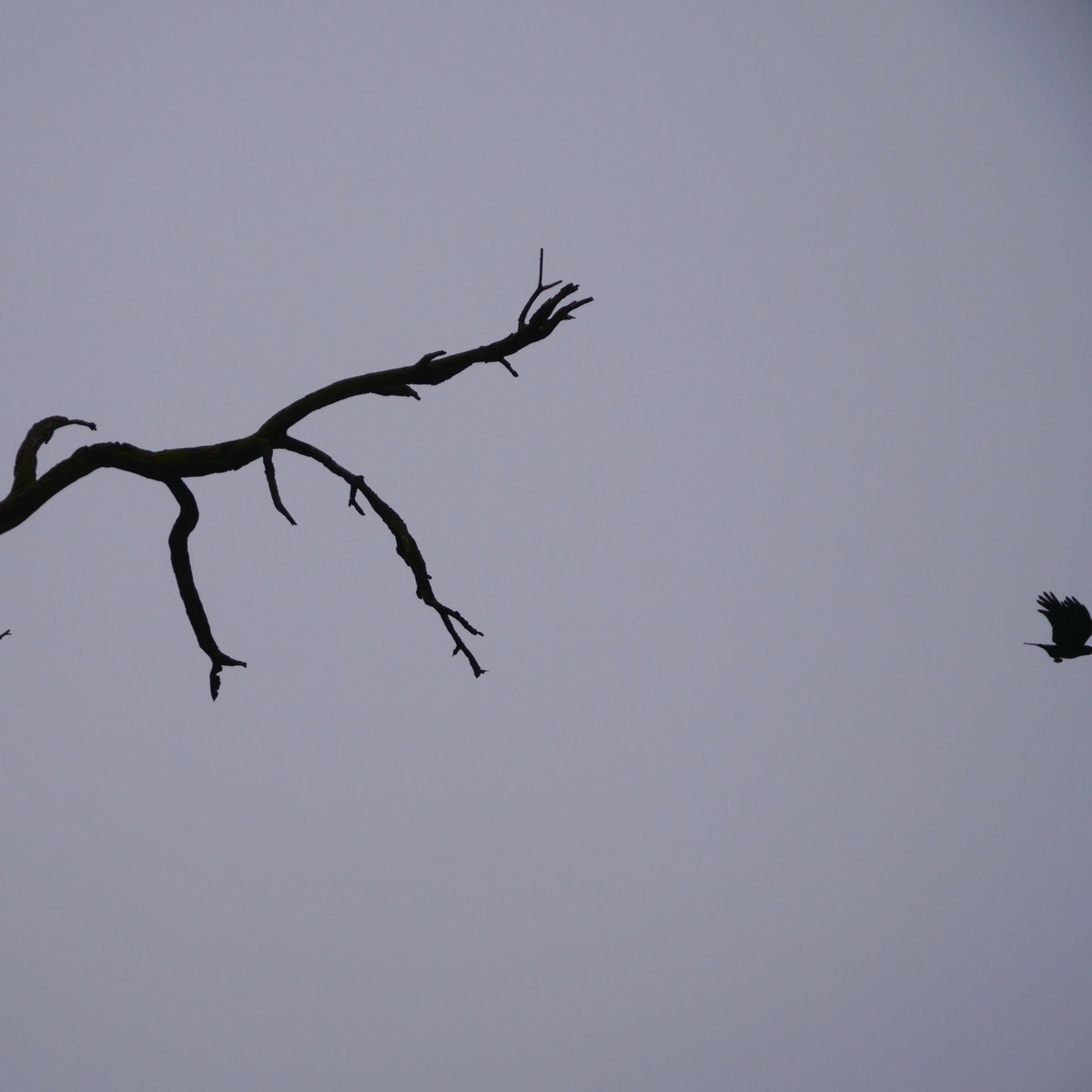 Fragments of a conversation | Timothy Nutter