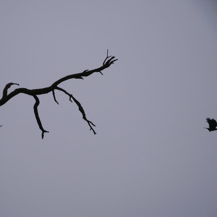 Fragments of a conversation | Timothy Nutter