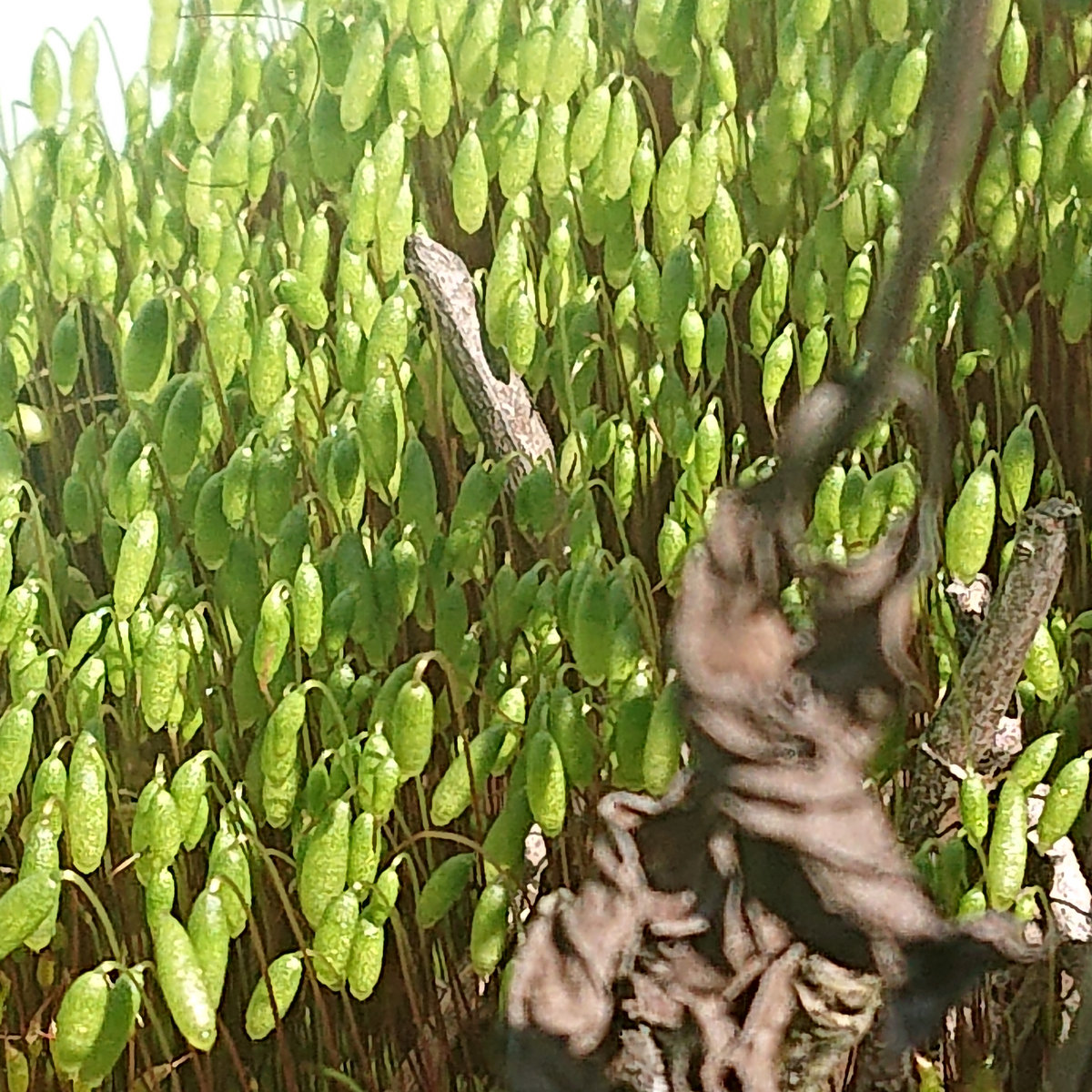 Experts | Floraura Bearealis | FabiKon