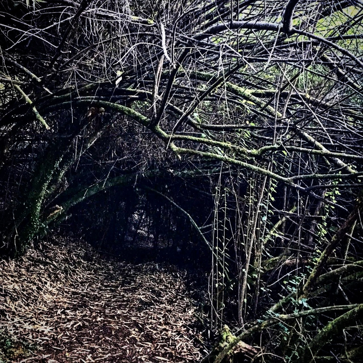 Regresar y Vislumbrar | AirelavaleriA | 13 Movimientos Vitales