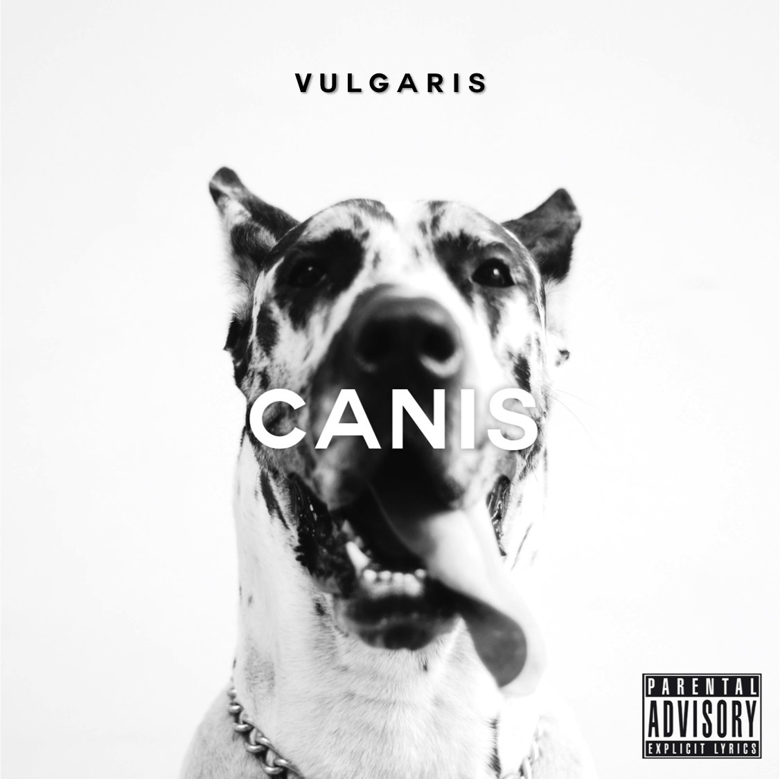 Vulgaris | Canis