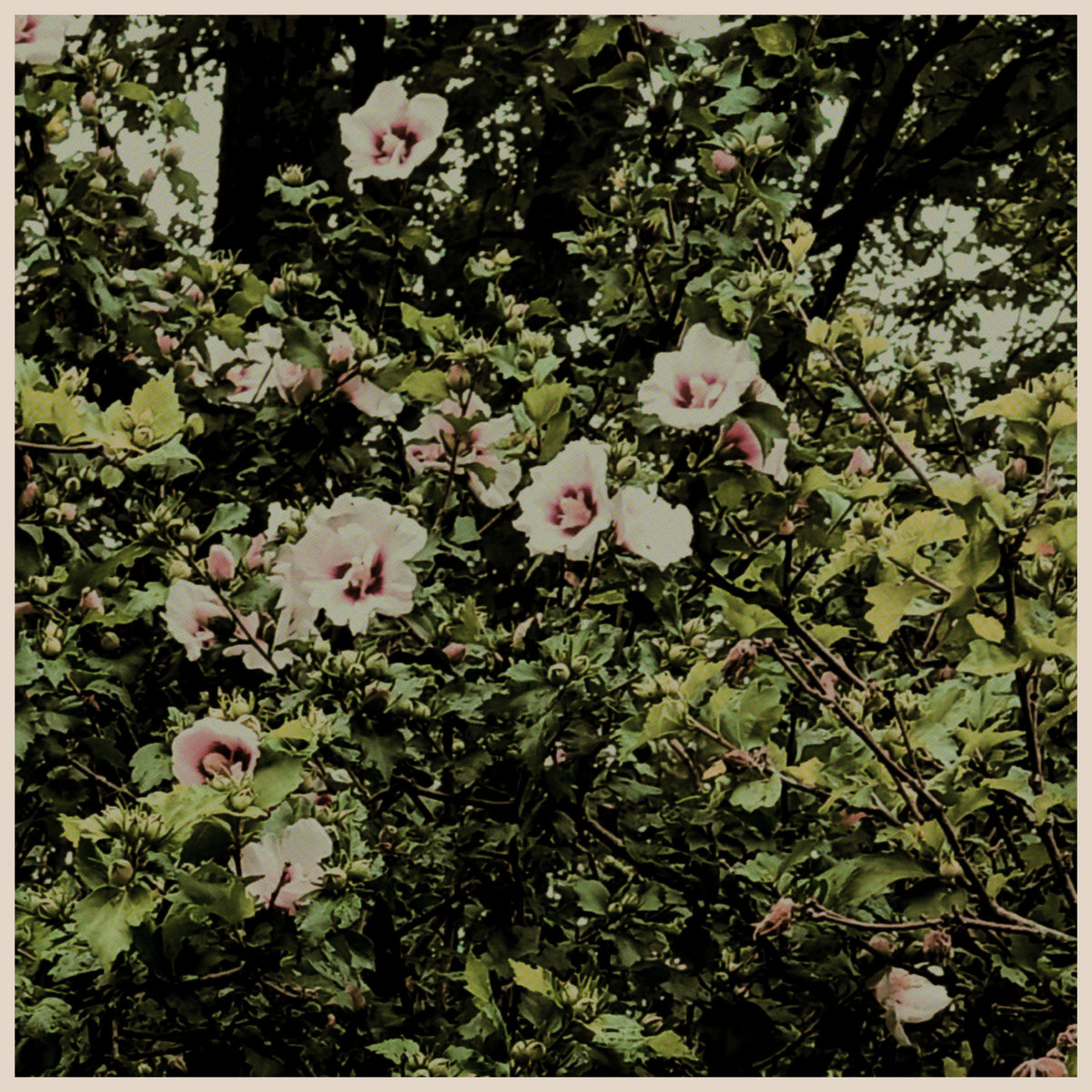 Ianthine Fruits | Coppice Halifax