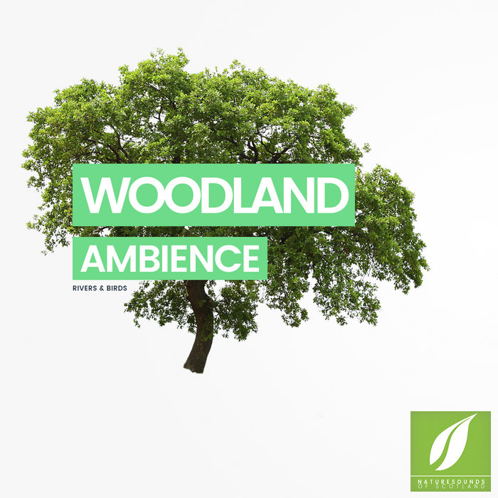 Woodland Ambience Relaxing Nature Sounds For Studying | Nature sounds ...