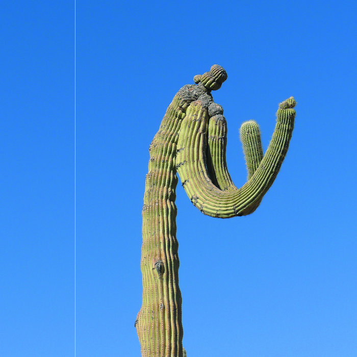 Cactus Truck: Live in USA | Cactus Truck | Doek