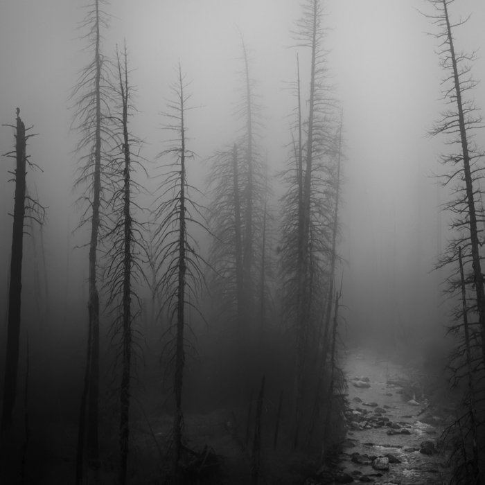 Dead Forest II | Valley of Sorrow