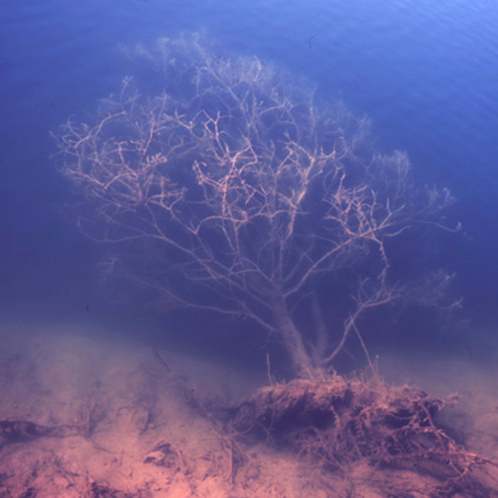 hardlakes (single) | indigo tree | Indigo Tree