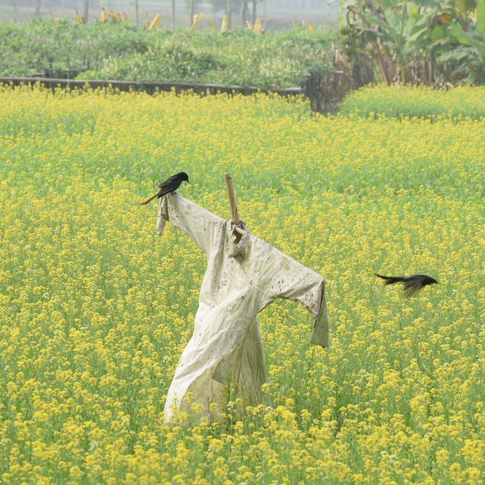 the scarecrows of cornucopia wisconsin | childish swinebino | swine