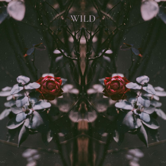 Wild | Daniel Tenr
