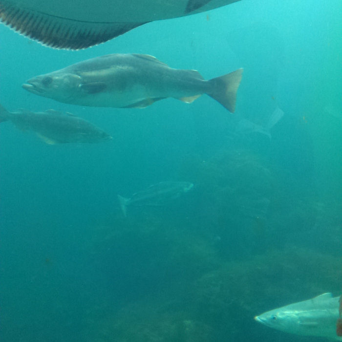 Time to move BRGN | Thomas Danger