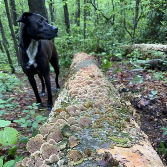 Julie | Case Galv & Code