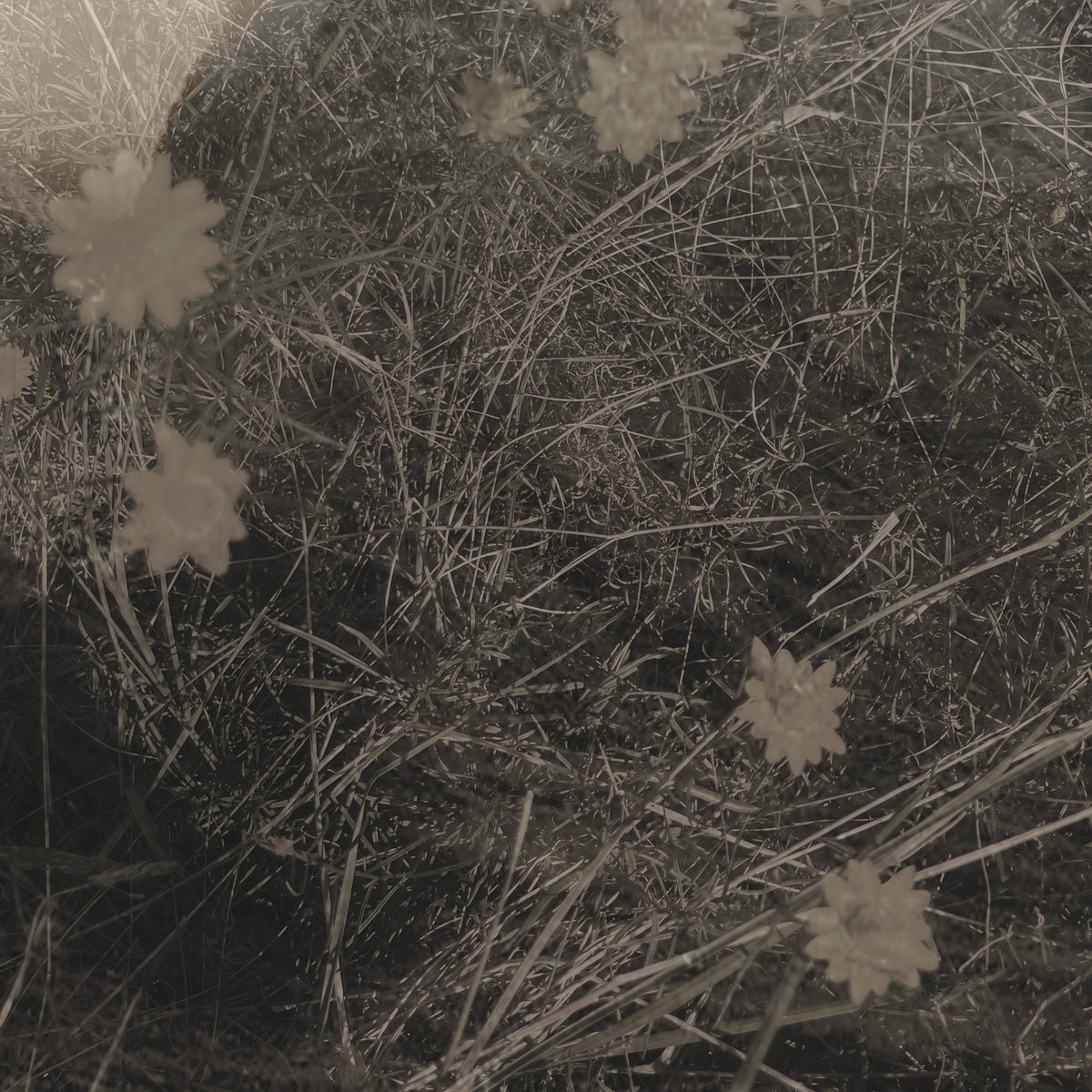 Wildflower | Charlotte Allison