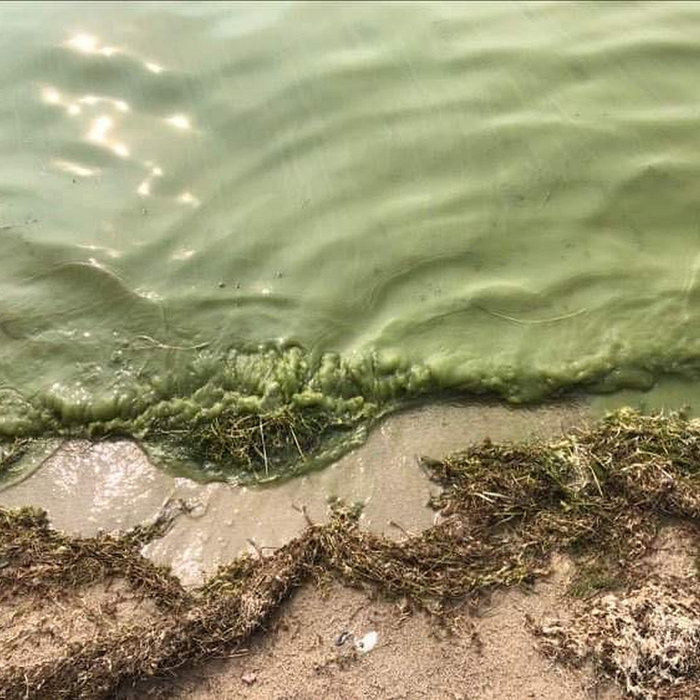 Algae Bloom | why.what | Why.What