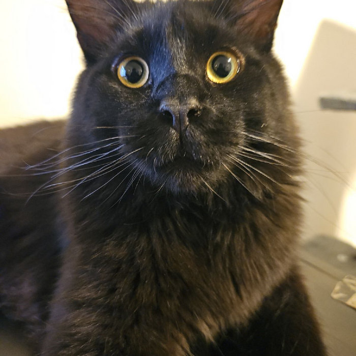 alternator | freedom is invisible