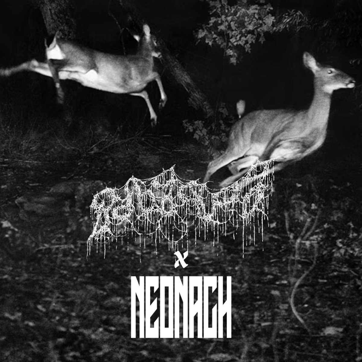 Slovo x Neonach | NEONACH