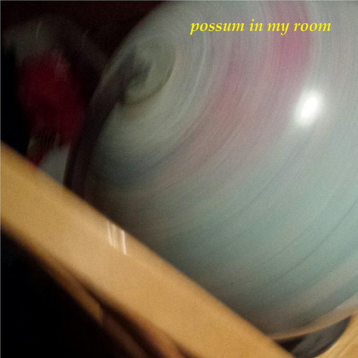 Where Am I? | possum in my room