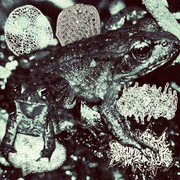 The Mutant Toad Anomaly | Oophaga | Eric Ebov