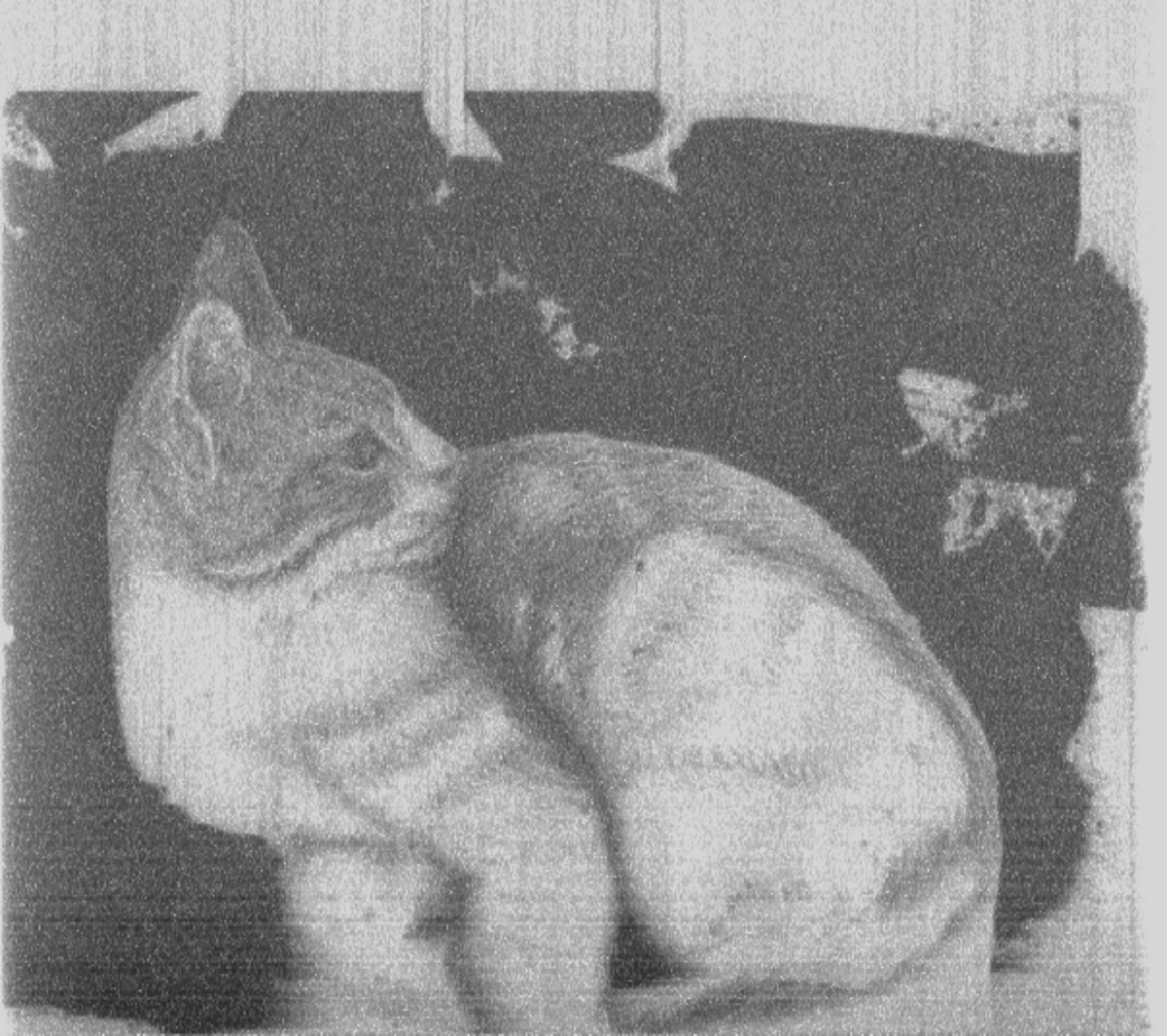 Gatos | Víctor Badillo