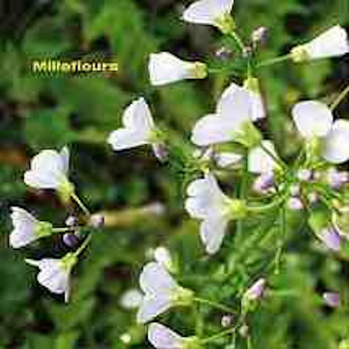 Millefleurs | Millefleurs | Creative Sources Recordings