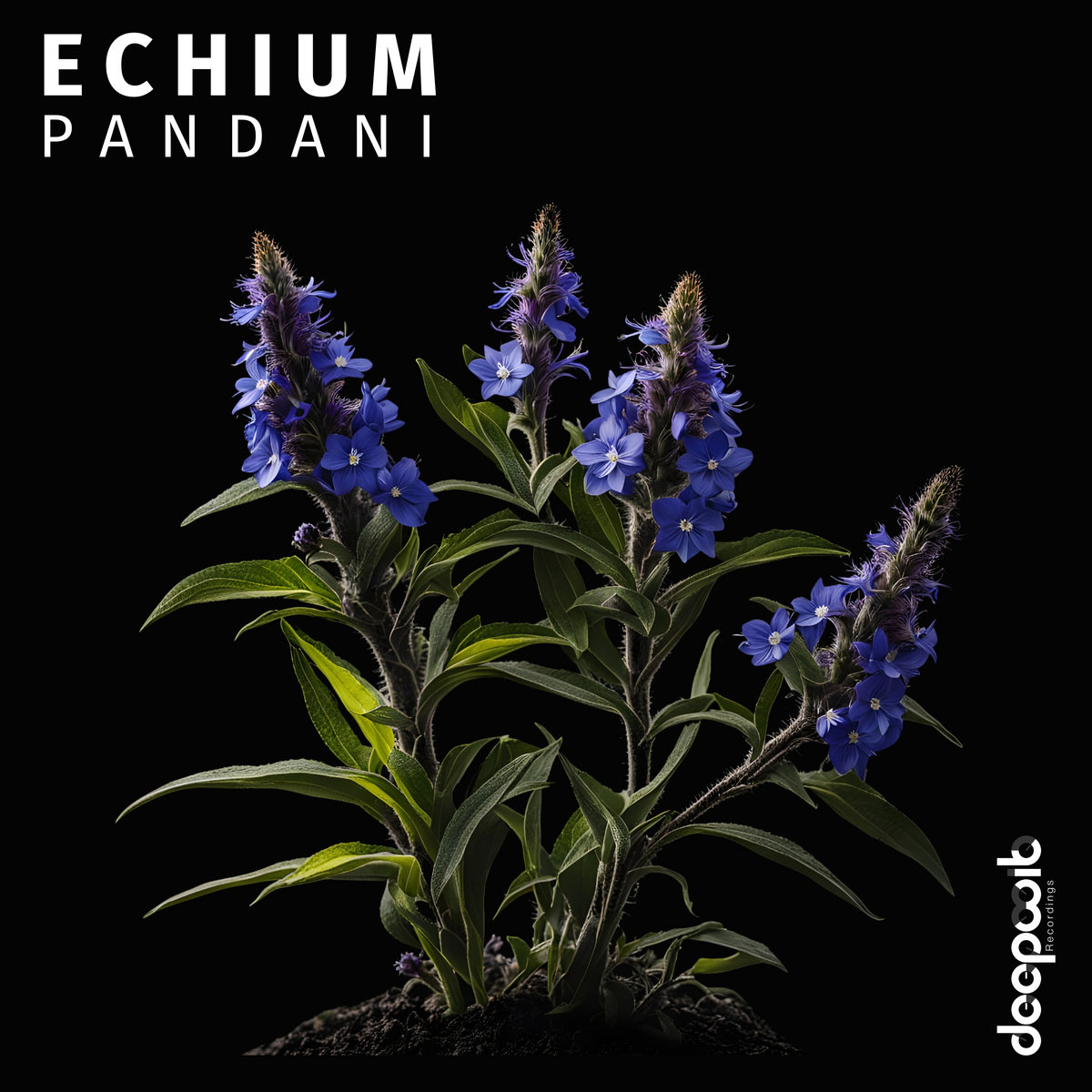 Echium | Pandani | DeepWit Recordings