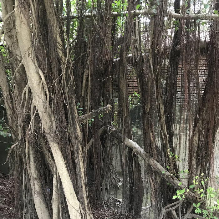 Distorted Worship | Austin McCree