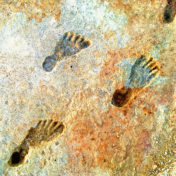 Fossil Footprints | Root Wheel