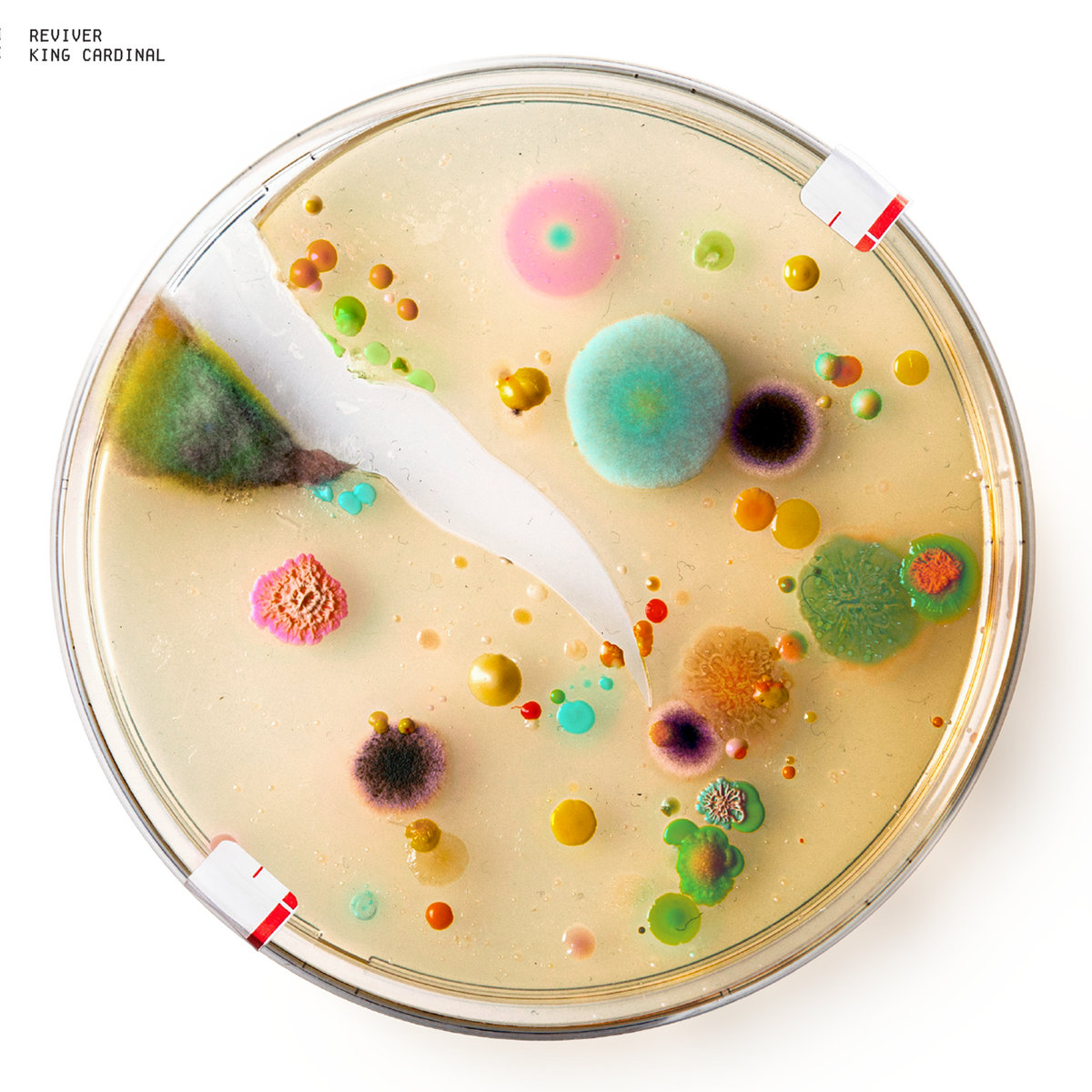 REVIVER | King Cardinal