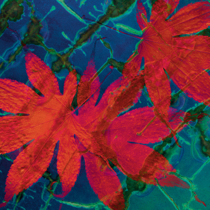 The Green Vine | 35th Parallel