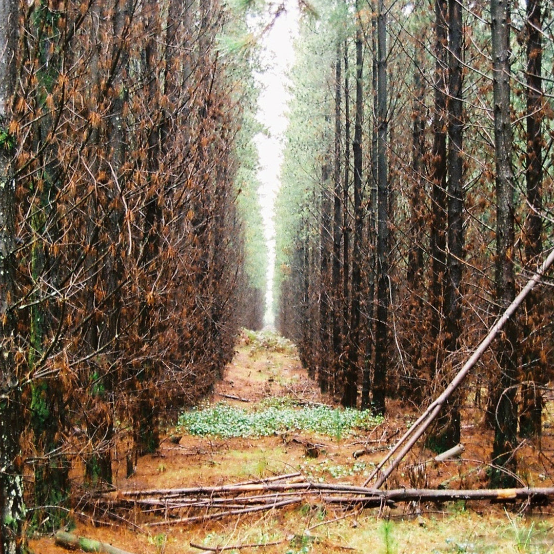 In Gloom | Apart From This | Hindsight Records