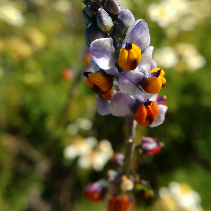 Tren al sur (Cover) | NEKOMiX