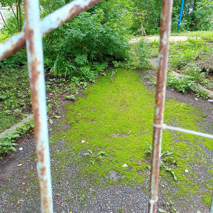 IIII | 50514 | Dead Field Records