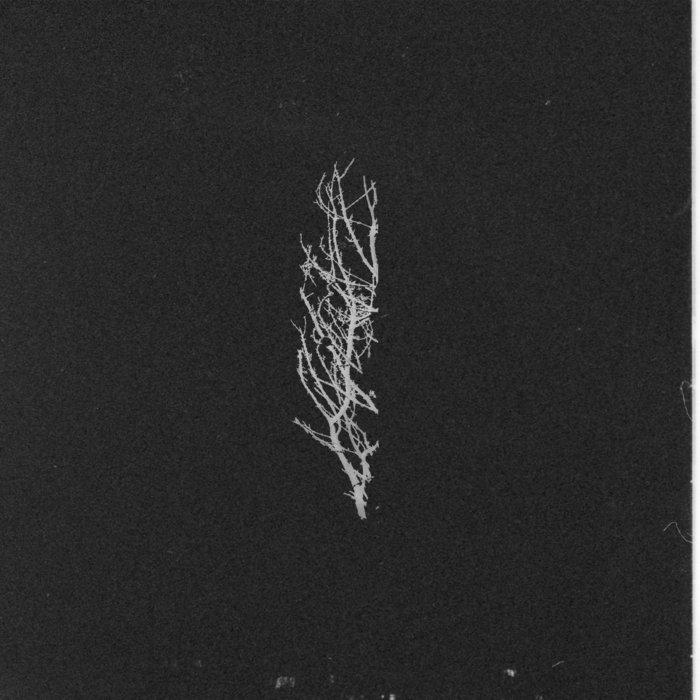 Orchestra Of Trees | THE IMAGE FACTORY