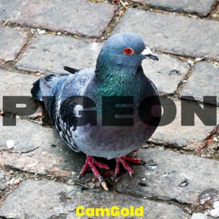 Pigeon (cover) | CamGold