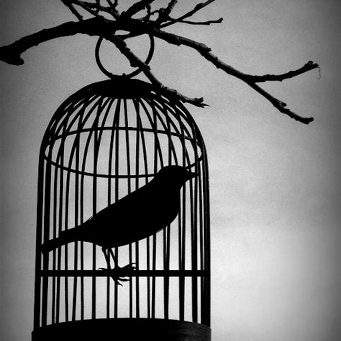 Ode to a Caged Bird | Robin Ireland