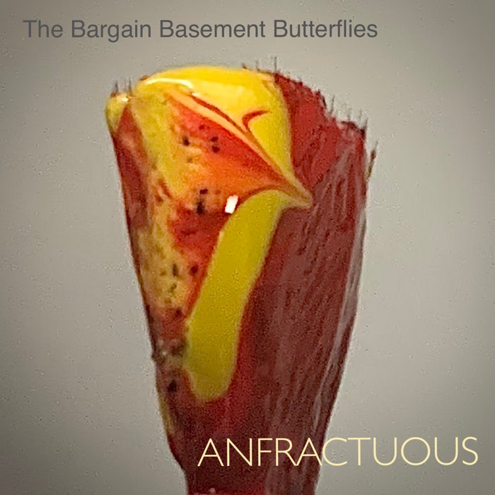 Anfractuous | The Bargain Basement Butterflies