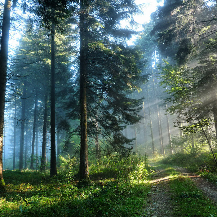 Kawaii bass Heterogeneous forest | enJoey