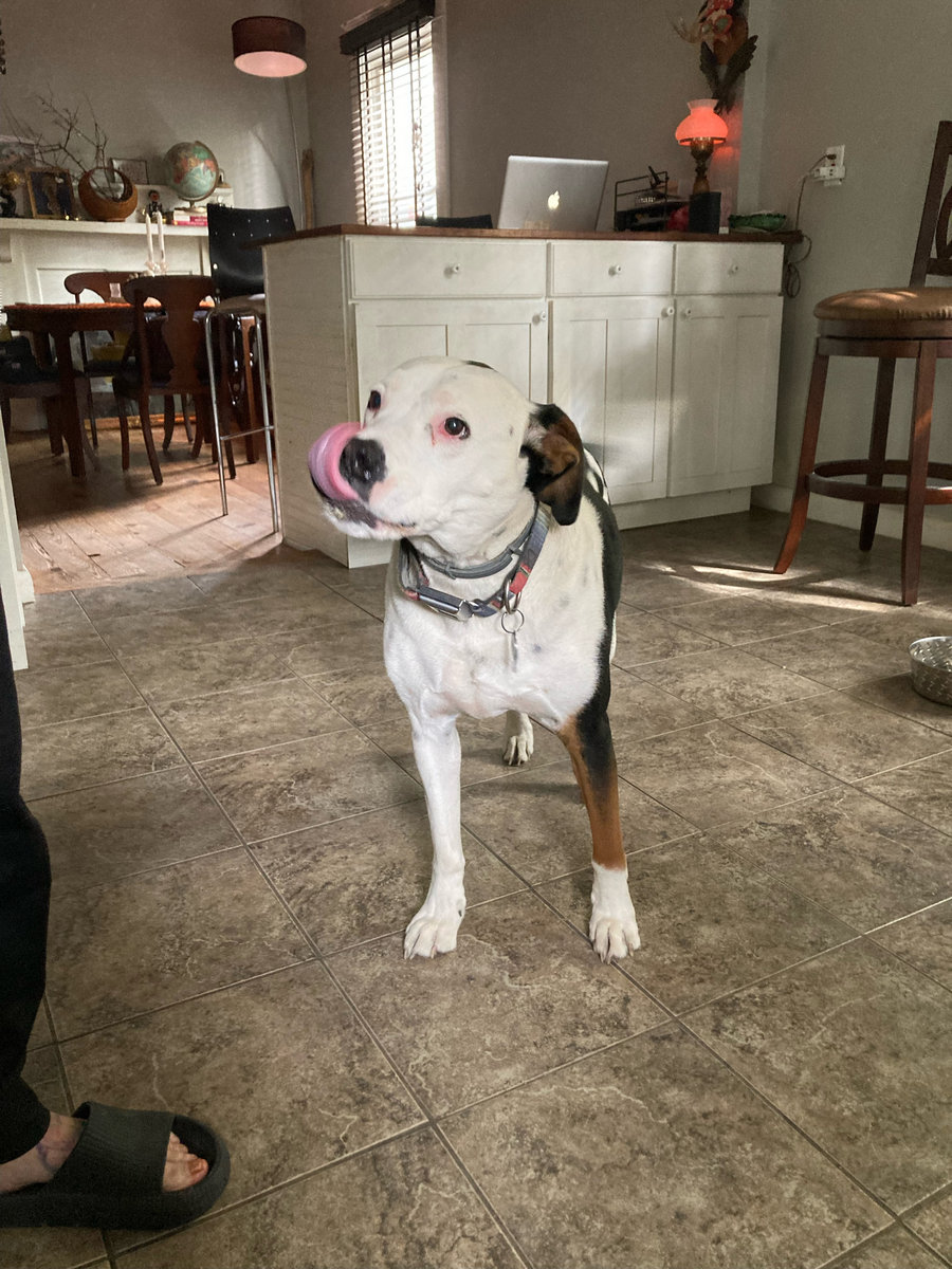 & the hot rod mamas | jonny alright